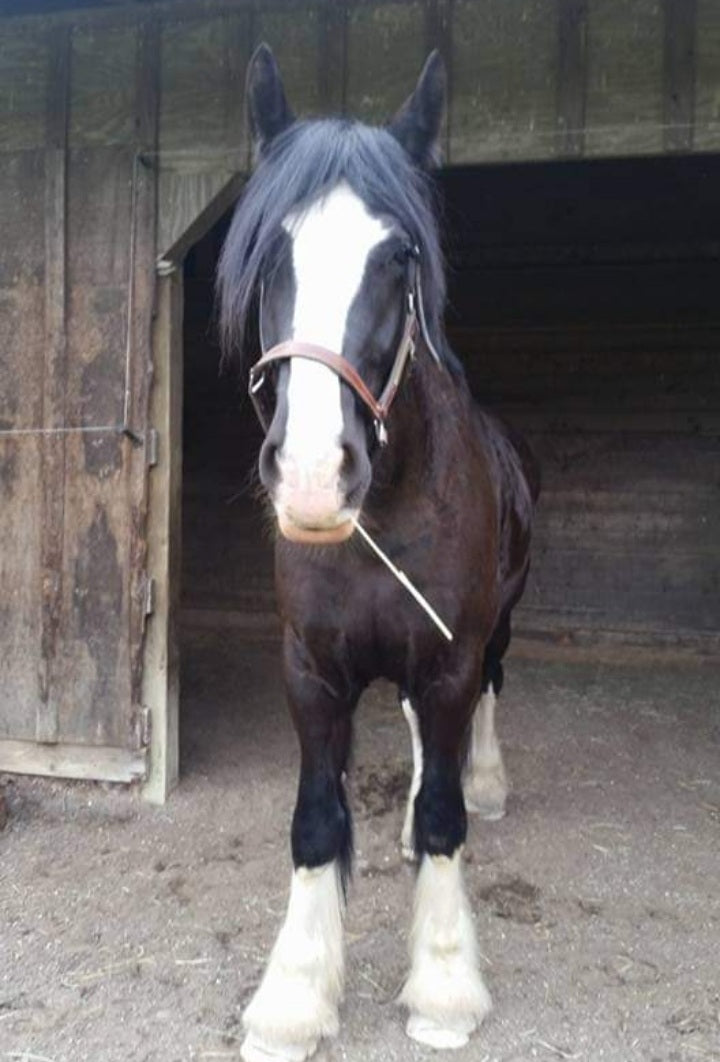 Draft tack – Northwest tack consignment LLC