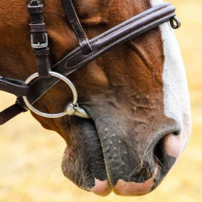 Bits – Northwest tack consignment LLC